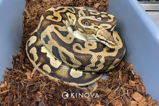 Pastel Leopard Dbl Het Lavender Clown Ball Python by KINOVA