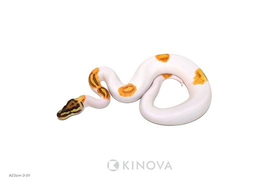 Super Enchi OD YB Special Fire Pied Ball Python by KINOVA
