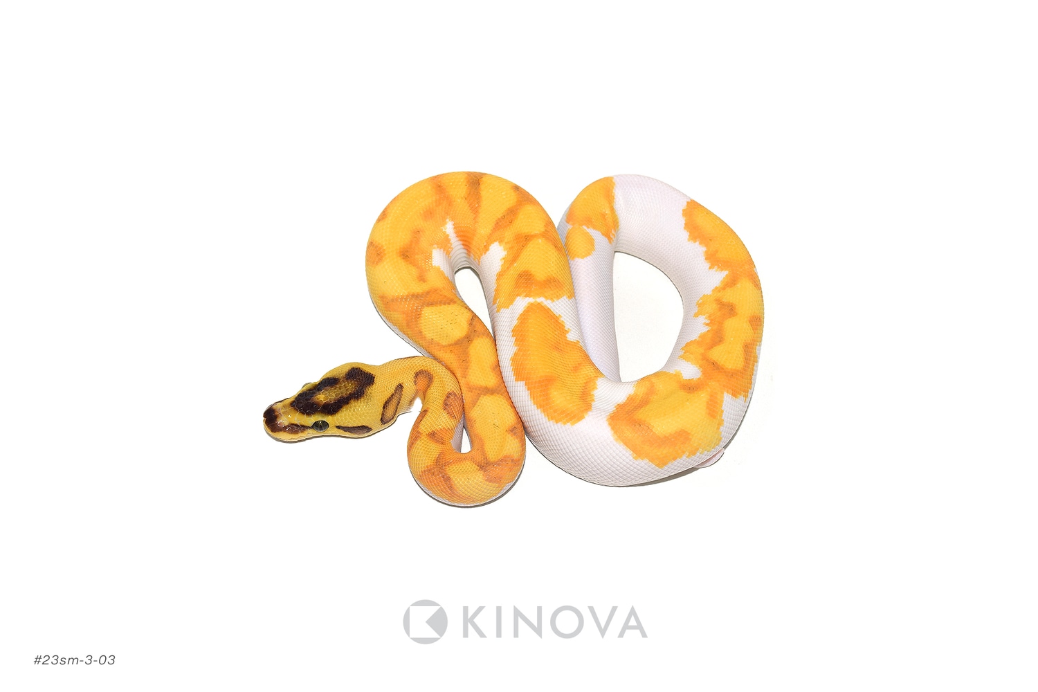 OD YB Enchi Fire Pied Ball Python by KINOVA - MorphMarket