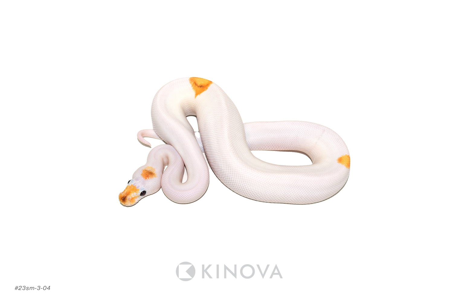 OD YB Fire Special Pied Ball Python by KINOVA - MorphMarket