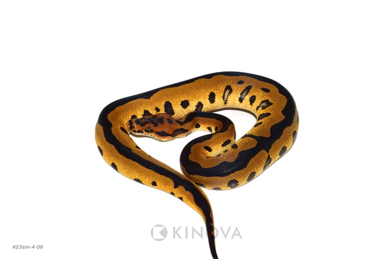 OD Leopard Clown (Possible YB) Ball Python by KINOVA