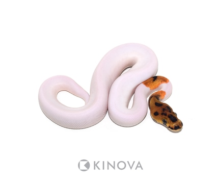 Black Pewter Leopard Het Clown Ball Python by KINOVA - MorphMarket