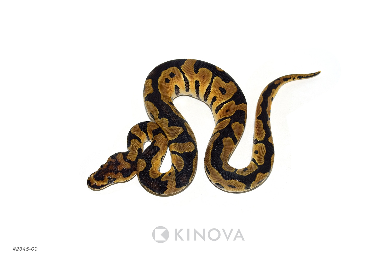 Clown Het VPI Axanthic Ball Python by KINOVA - MorphMarket