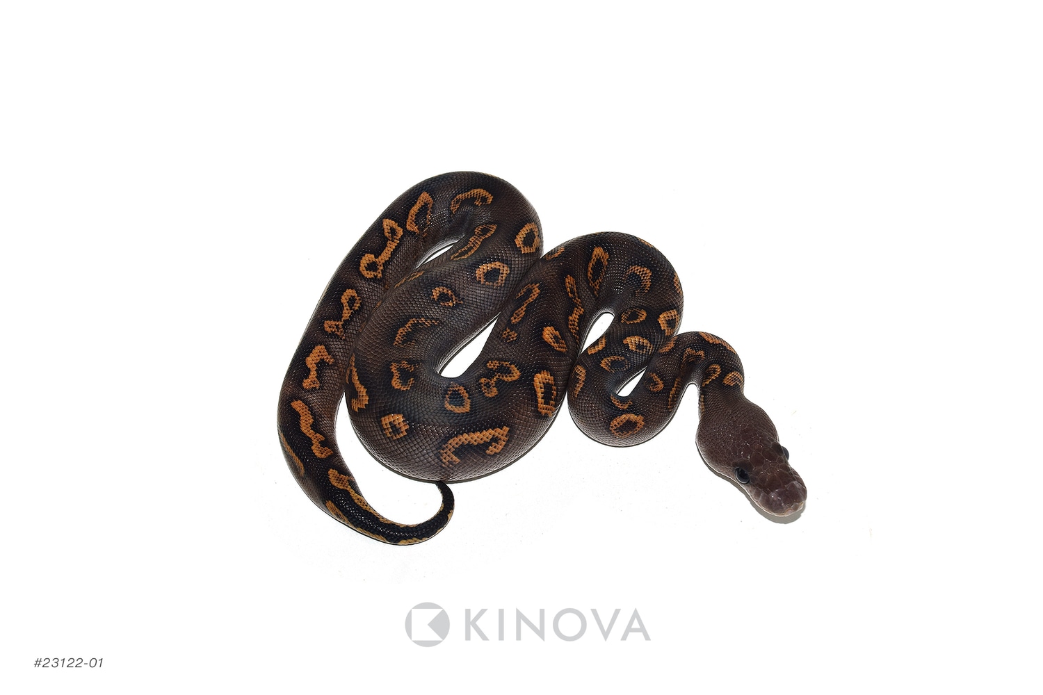 Black Pastel GHI Wookie Blackhead YB Clown Ball Python by KINOVA ...