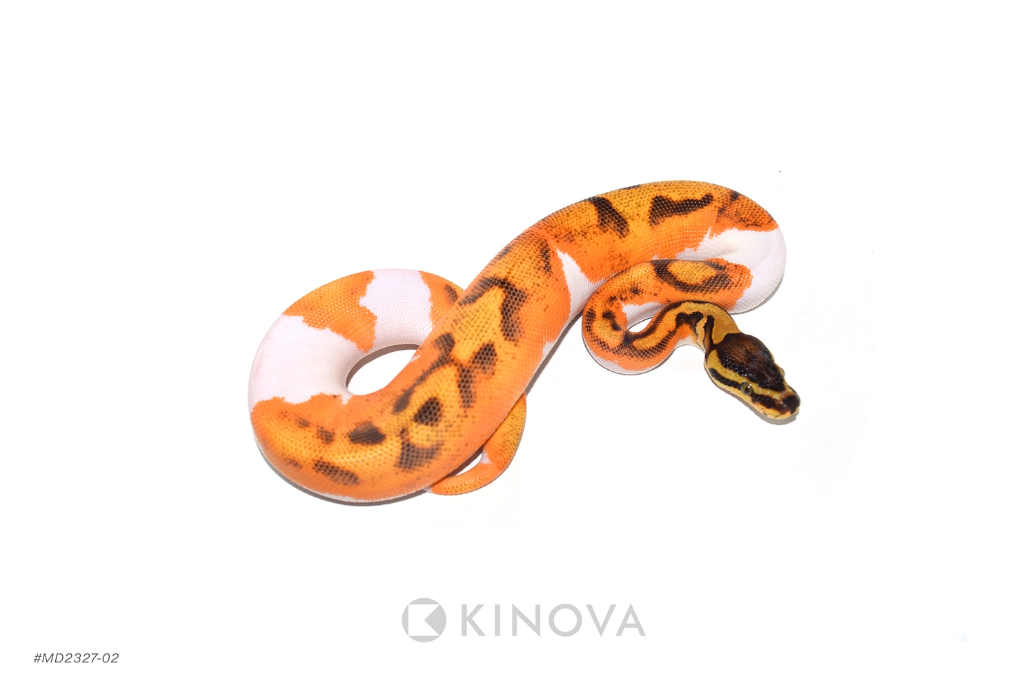 OD Enchi Gravel Pied 50% Het MJ Axanthic Ball Python by KINOVA ...