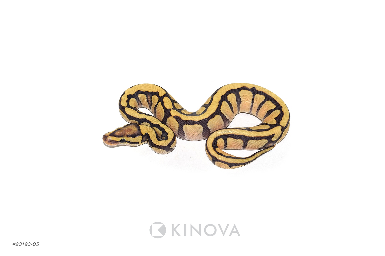 Cypress DG Het Clown Het Hypo Ball Python by KINOVA - MorphMarket