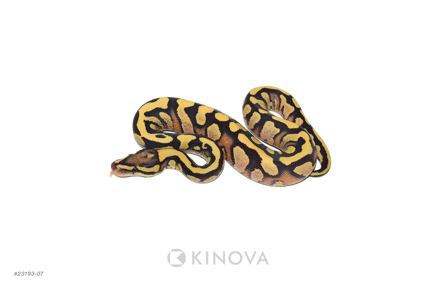 Fire YB DG Het Clown Ball Python by KINOVA - MorphMarket