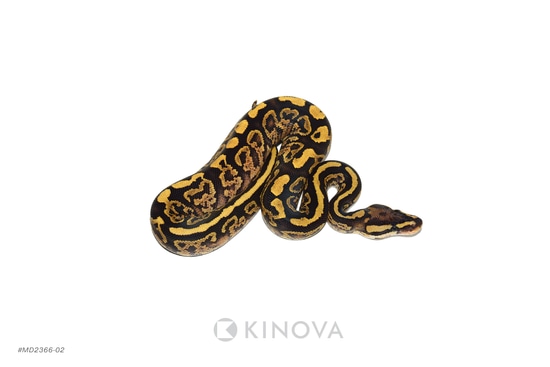 Fire Pixel Ball Python by KINOVA