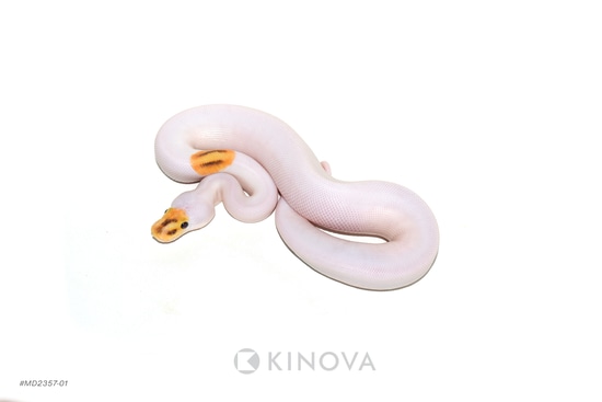 OD YB Special Pied Ball Python by KINOVA