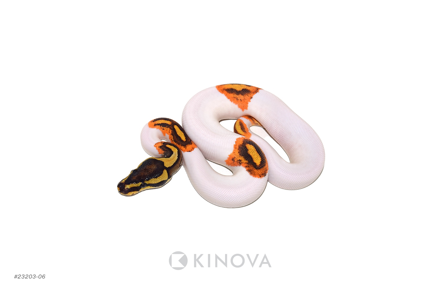 Enchi YB Pied Het Lavender Ball Python by KINOVA - MorphMarket