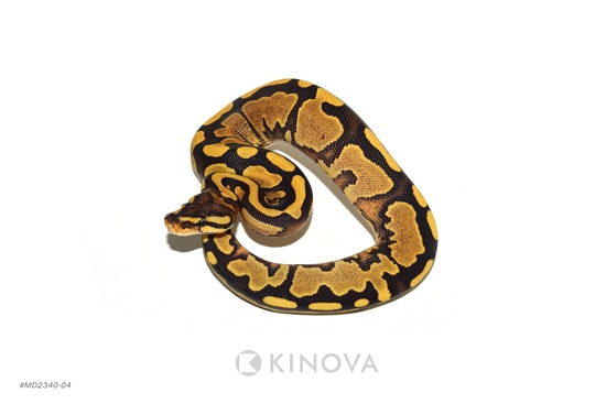 Fire YB Het Pied 50% Het MJ Axanthic Ball Python by KINOVA