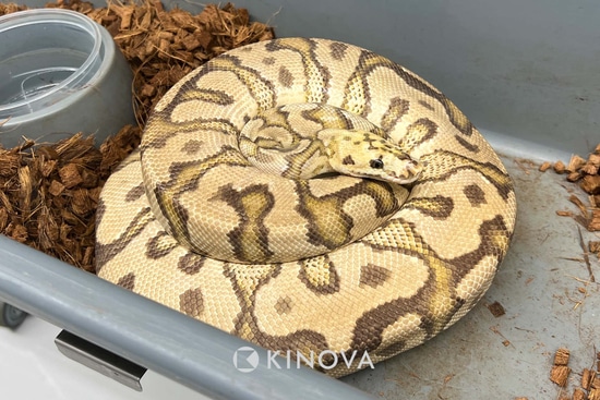 Fire Spotnose Clown Ball Python by KINOVA