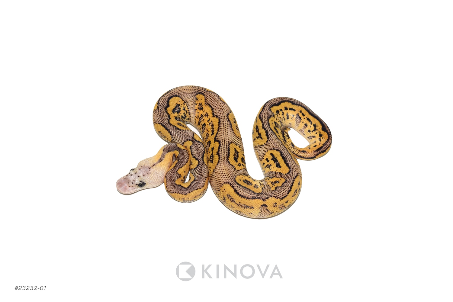 Pastel Leopard GHI YB Clown 50% Het Monsoon (Possible Stranger) Ball ...