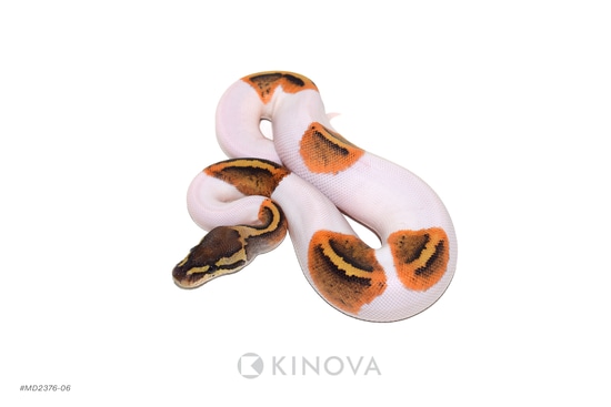 Fire Redhead Pied Ball Python by KINOVA