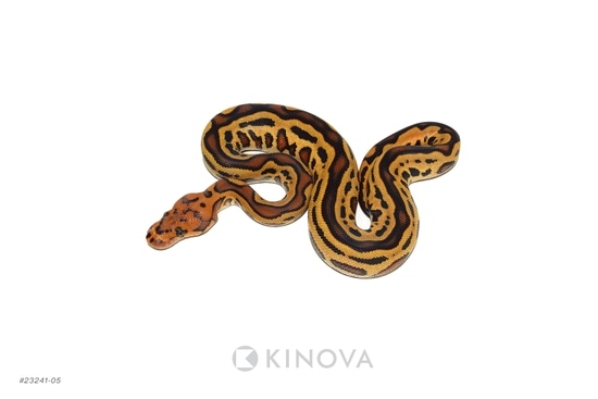 Cypress Leopard Trojan Clown Ball Python by KINOVA
