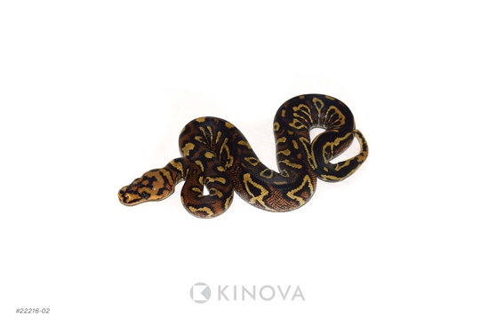 Spotnose YB Stranger Clown 50% Het Monsoon Ball Python by KINOVA