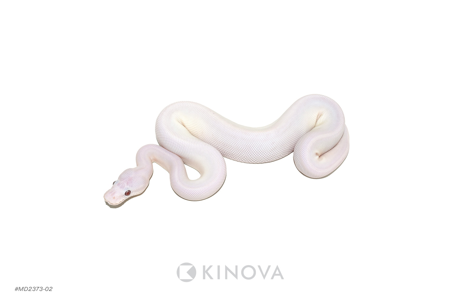 Super Mojave Ultramel (Possible Firefly Leopard Super Blackhead) Ball ...