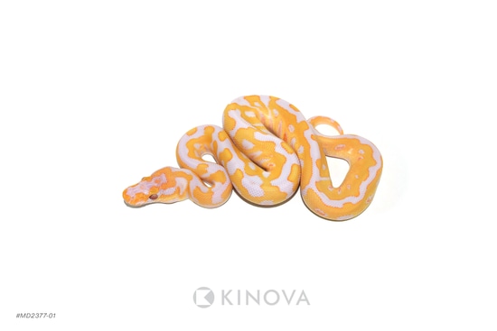 Spotnose Grail Ball Python by KINOVA
