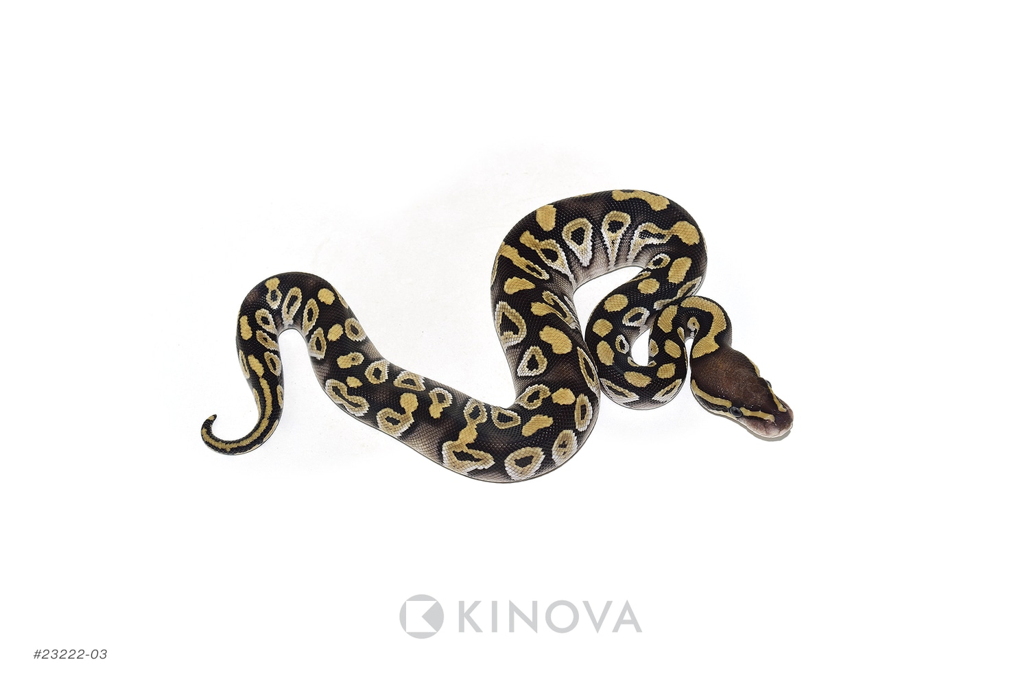 Mojave Quad Het Het VPI Axanthic Desert Ghost Clown Monsoon Ball Python ...