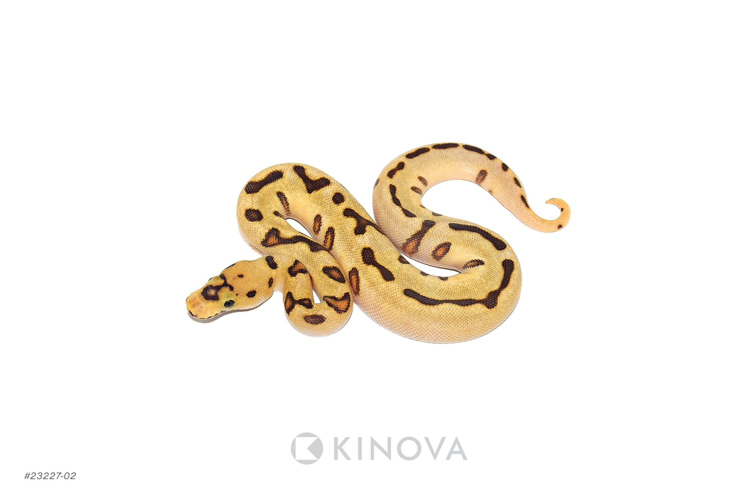 Enchi Fire Spotnose Clown Ball Python by KINOVA - MorphMarket
