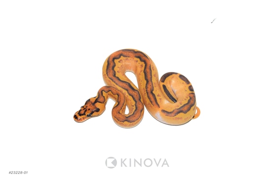 OD Freeway Clown Het Pied Ball Python by KINOVA