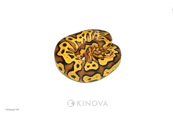 Fire YB Clown Ball Python by KINOVA