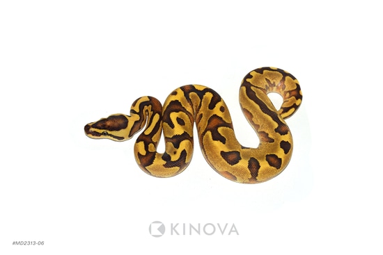 Enchi YB Fire Het Pied Ball Python by KINOVA