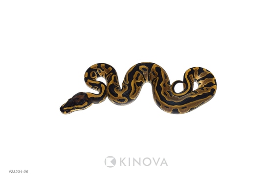 Leopard Het Monarch 50% Het Monsoon Ball Python by KINOVA