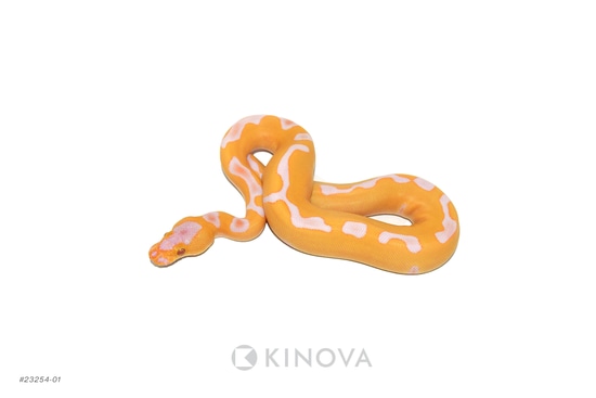 Enchi Grail Ball Python by KINOVA