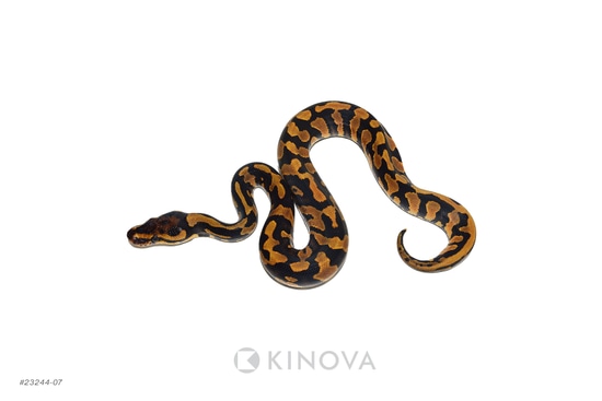 YB Confusion Triple Het Desert Ghost G-Stripe Clown Ball Python by KINOVA