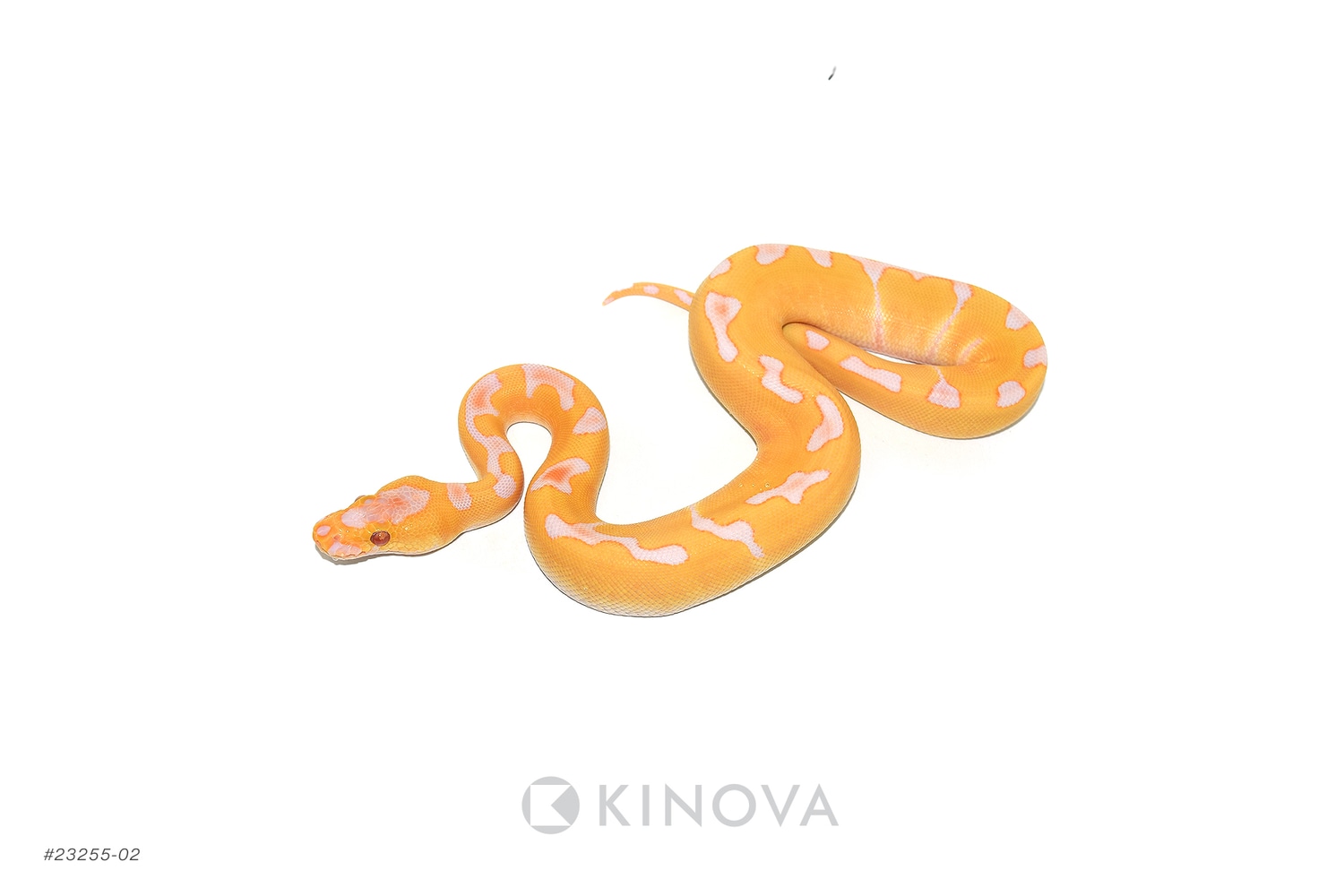 Enchi Lavender Clown Ball Python by KINOVA - MorphMarket