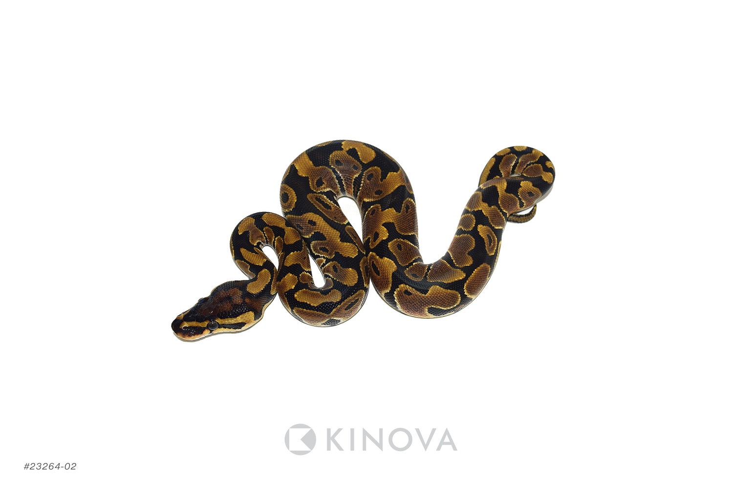 Dbl Het Monsoon Clown Ball Python by KINOVA - MorphMarket