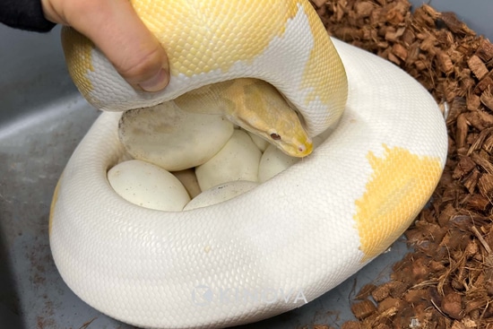 Pastel YB Dreamsicle Ball Python by KINOVA