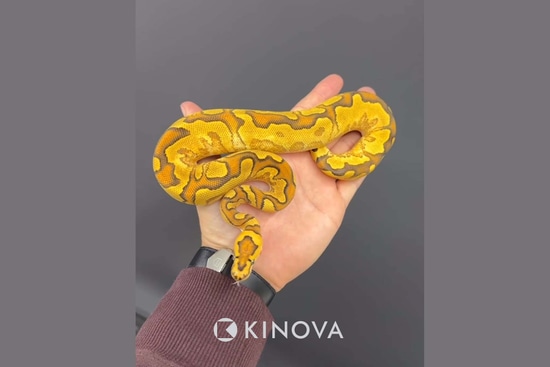 Enchi YB White Lace Clown Ball Python by KINOVA