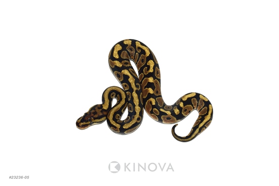 Spotnose Triple Het Desert Ghost Sunset Clown Ball Python by KINOVA