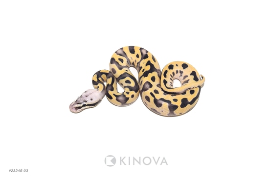 Pastel OD Leopard Desert Ghost Het VPI Axanthic Ball Python by KINOVA