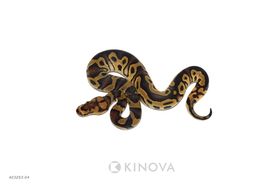 Clown Het Pied Ball Python by KINOVA