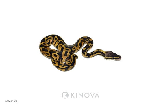 Pastel Leopard Dbl Het Monarch Puzzle Ball Python by KINOVA