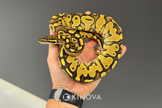 Fire YB Triple Het Monsoon Monarch Pied Ball Python by KINOVA