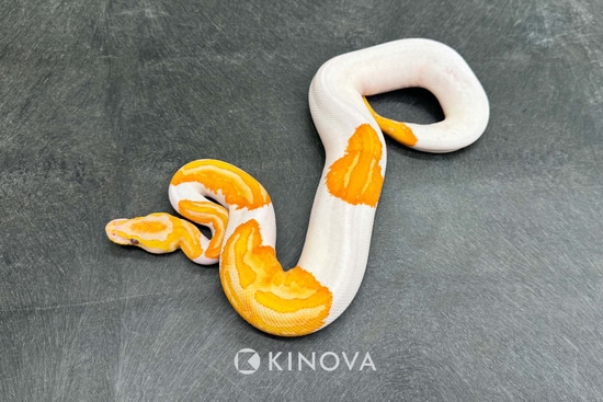 YB Dreamsicle Ball Python by KINOVA