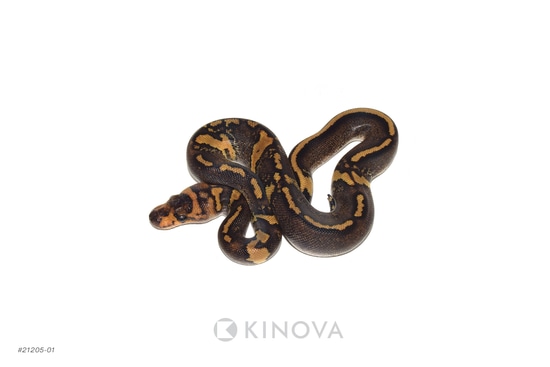 Mahogany Stranger GHI YB (Paradox) Ball Python by KINOVA