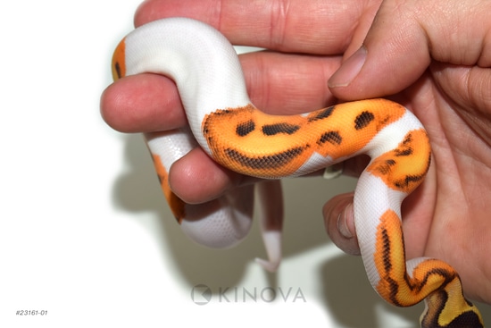 OD Enchi Pied Dbl Het Hypo DG Ball Python by KINOVA