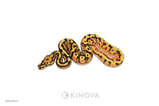 OD YB Fire Spotnose Triple Het Lavender Clown Pied Ball Python by KINOVA