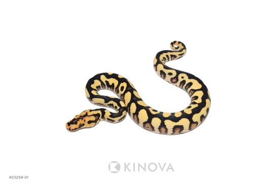 YB Spotnose Desert Ghost Clown Het Hypo Ball Python by KINOVA