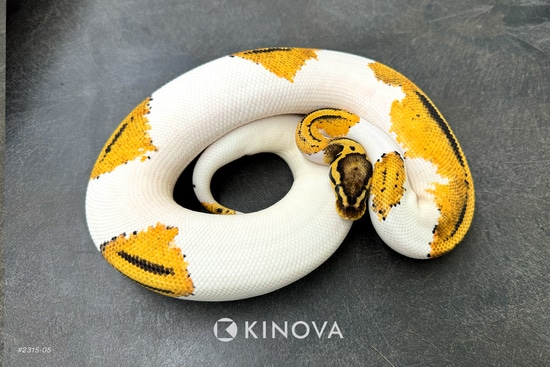 OD YB Pastel Pied Het Clown Ball Python by KINOVA
