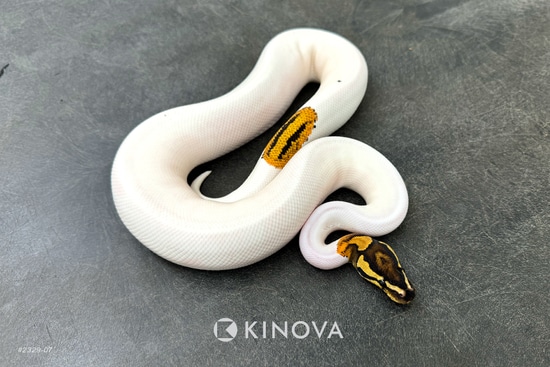 YB Pied Het Clown Ball Python by KINOVA