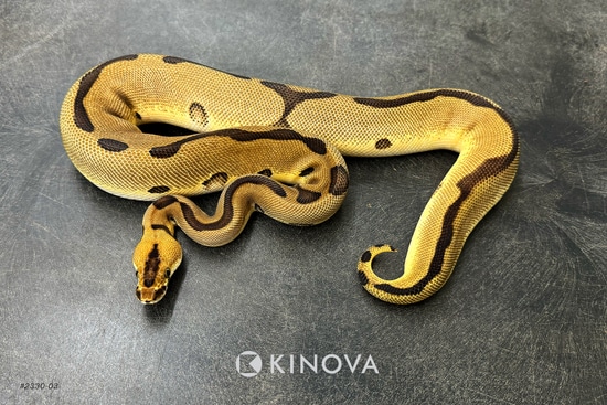Enchi Leopard Redstripe Clown Het Desert Ghost Ball Python by KINOVA
