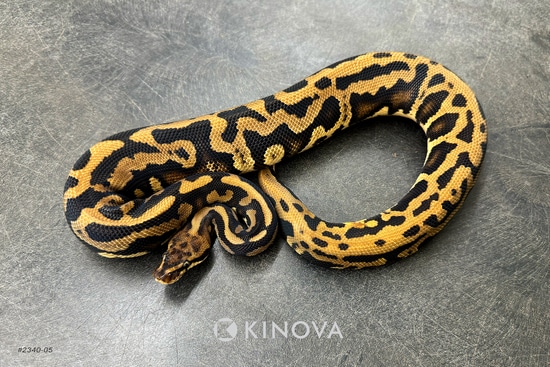 Leopard Spotnose Stranger Het Clown (Redstripe) Ball Python by KINOVA