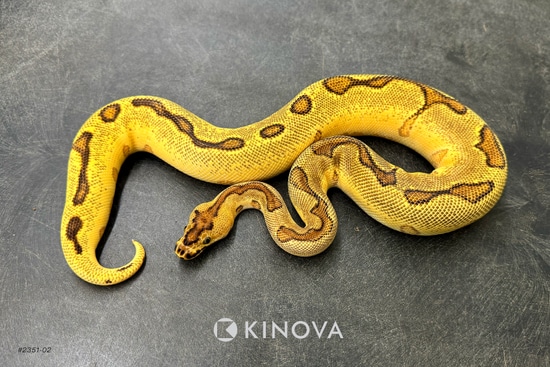 OD YB RS Enchi Clown Ball Python by KINOVA