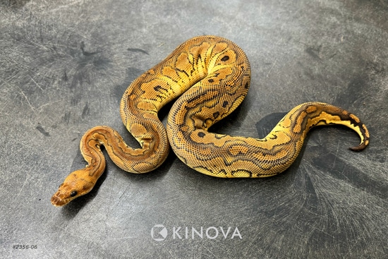 Blackhead Redstripe Clown (YB) Ball Python by KINOVA
